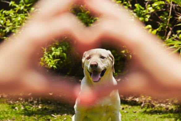 Signs Your Dog Imprinted on You: How To Know Your Puppy Idolizes You ...