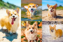 Fluffy Corgi 101: Fascinating Facts About Rare and Beautiful Long ...
