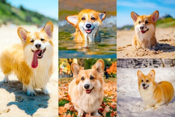 Fluffy Corgi 101: Fascinating Facts About Rare and Beautiful Long ...
