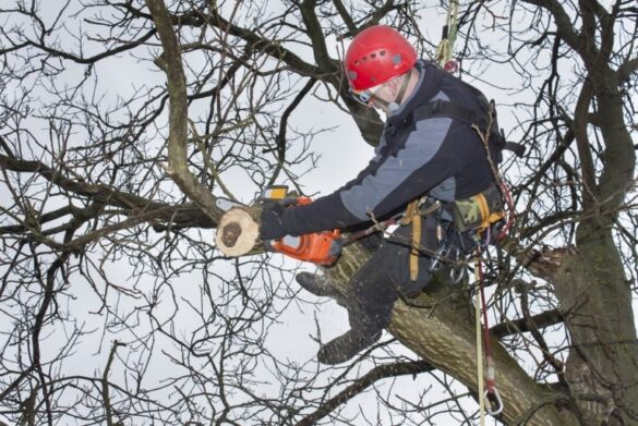 Top 6 Reasons To Hire Tree Experts The People Who Share