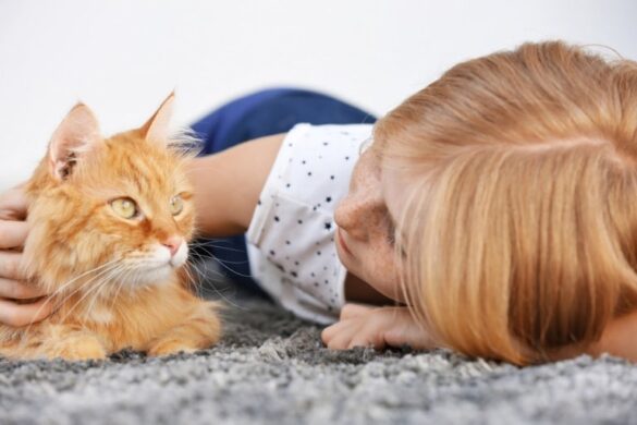 Fluffy Corgi 101: Fascinating Facts About Rare and Beautiful Long ...